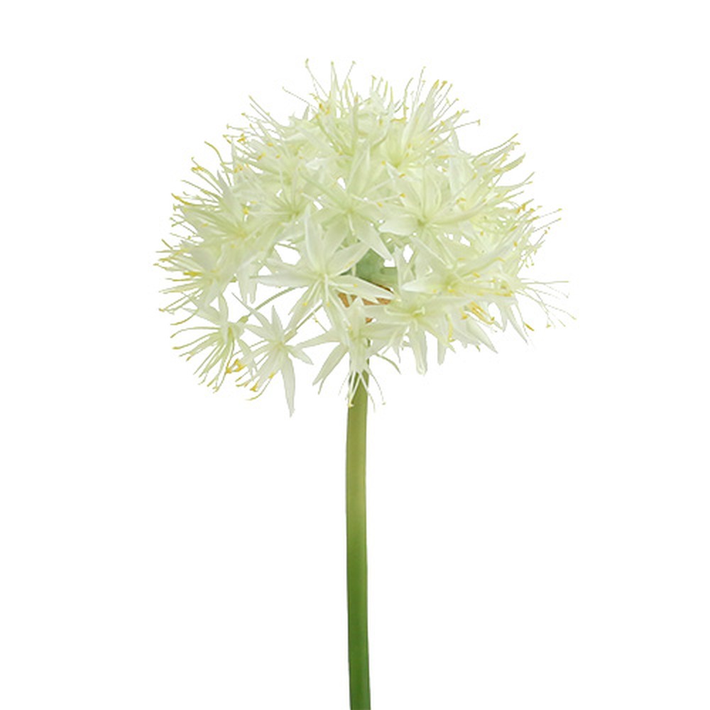 Floristik24.co.uk Allium cream white L76cm