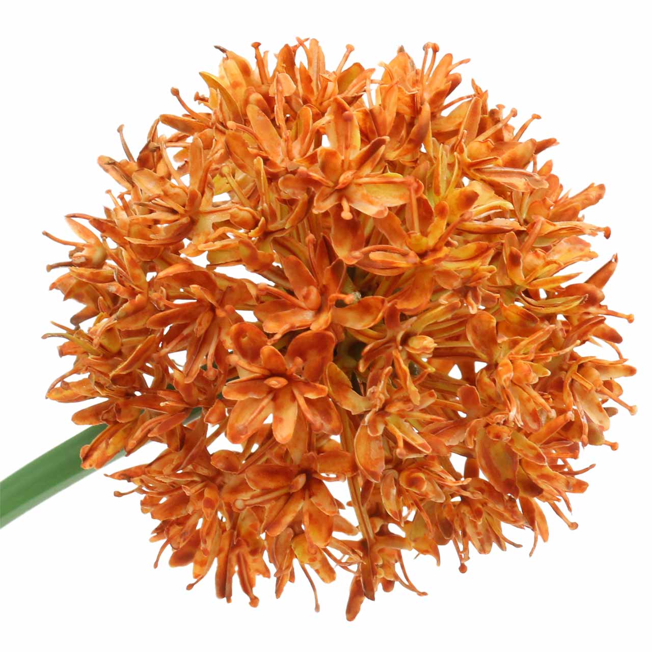 Floristik24.co.uk Ornamental onion Allium artificial orange Ø7cm H58cm ...