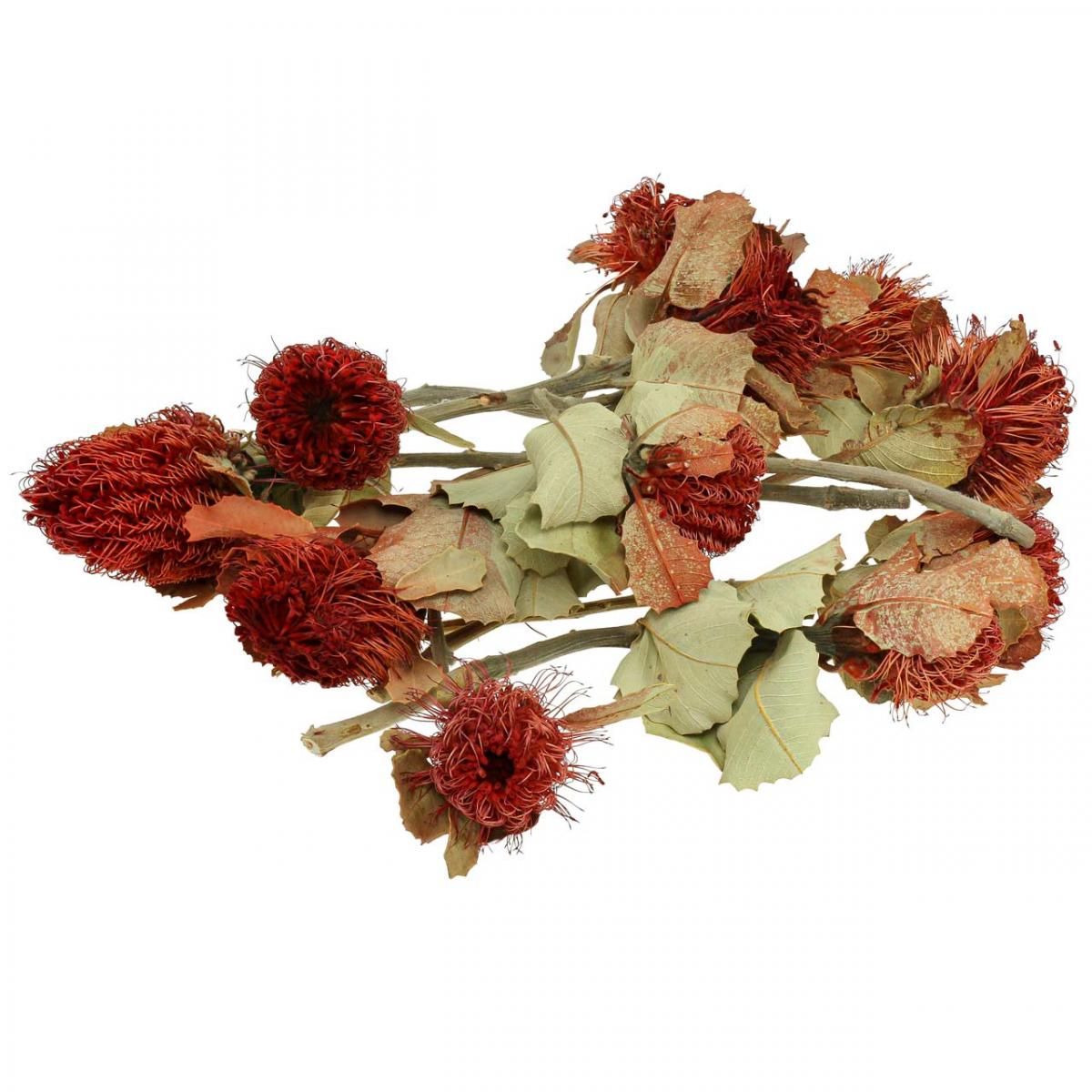 Floristik24.co.uk Banksia Baxteri Exotic Banksia Dried Flowers Red ...