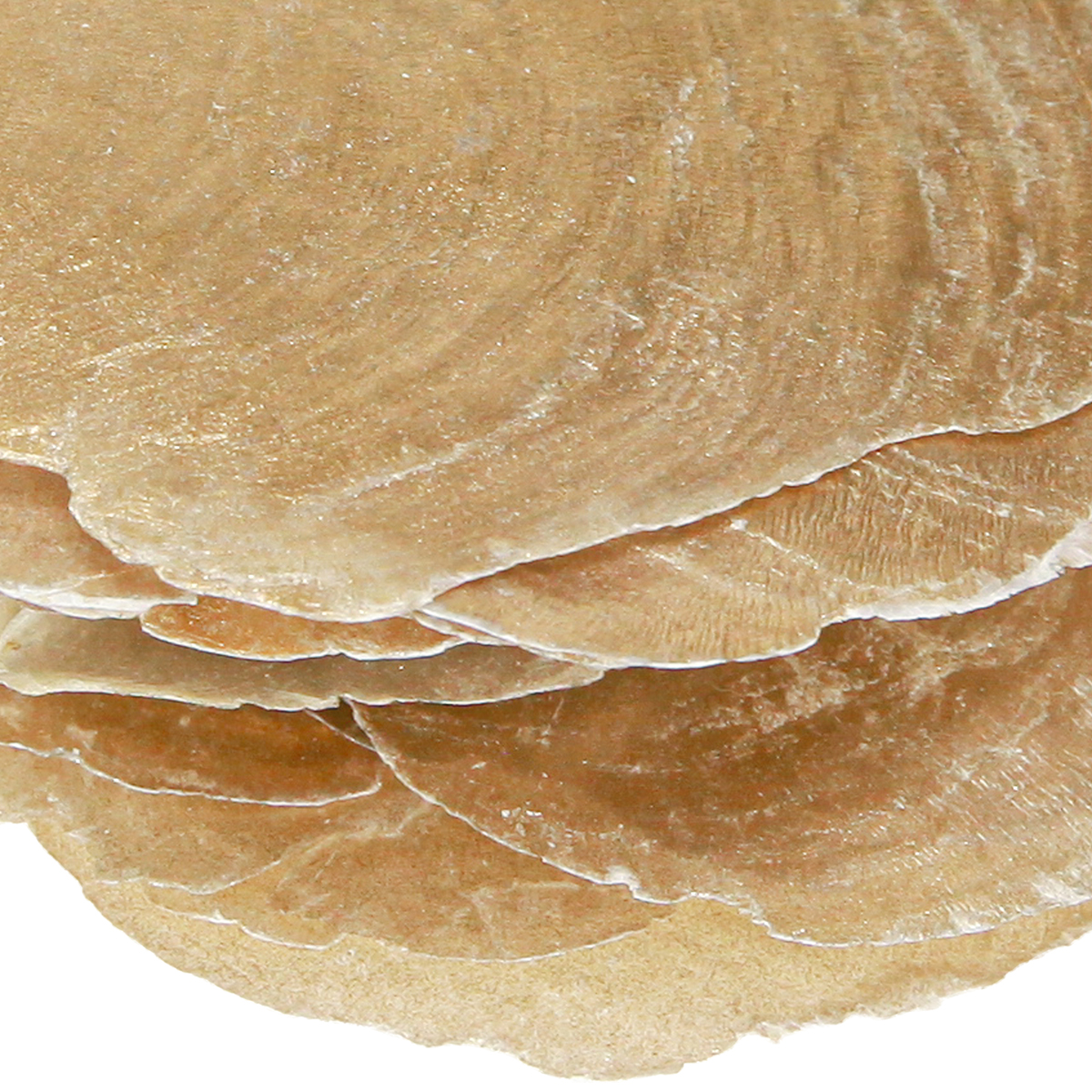 Floristik24.co.uk Capiz discs in natural gold shell shells 60 pcs