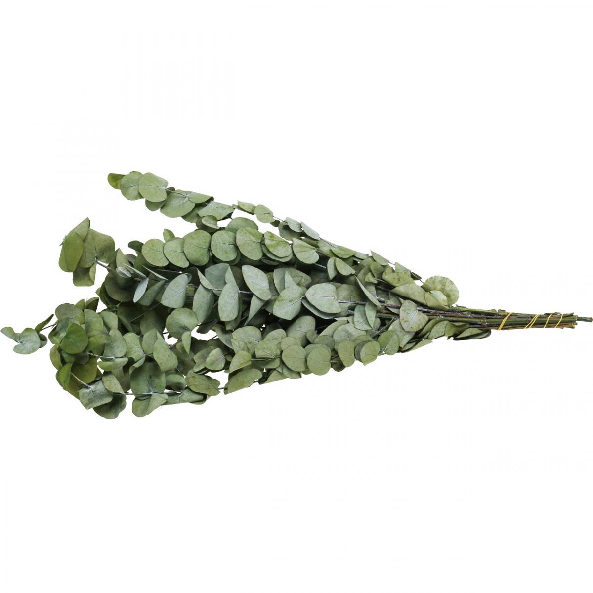 Floristik24.co.uk Eucalyptus Preserved Branches Leaves Round Green 150g