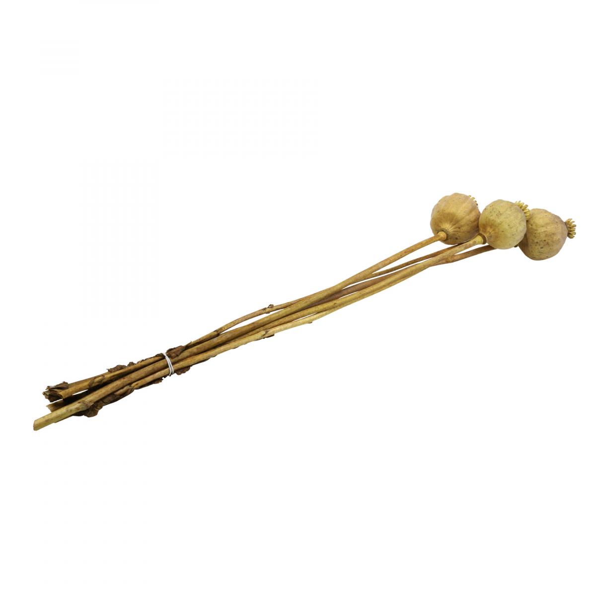 Floristik24.co.uk Poppy capsule large dried flowers yellow papaver ...