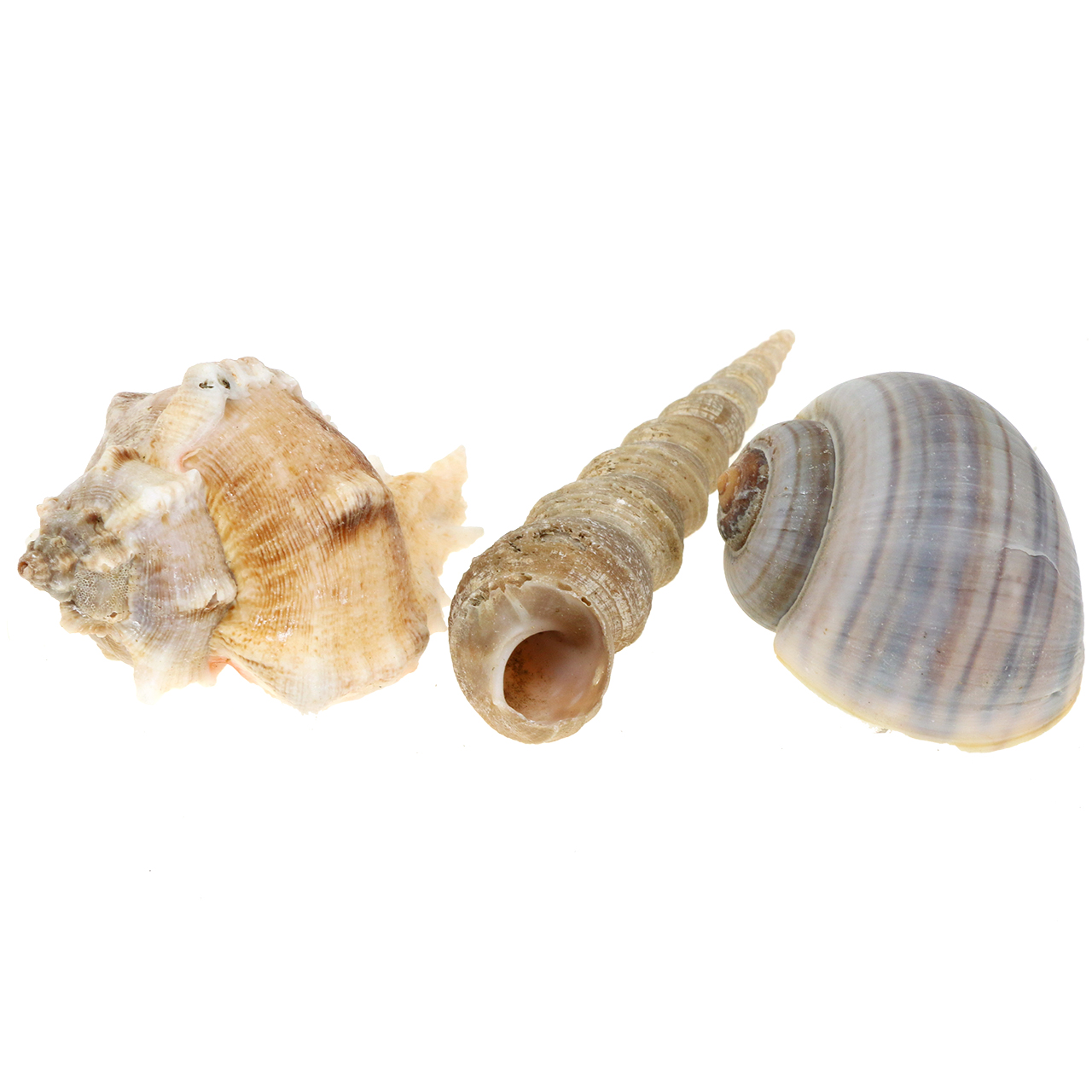 Floristik24.co.uk Shell mix natural 500g-496110