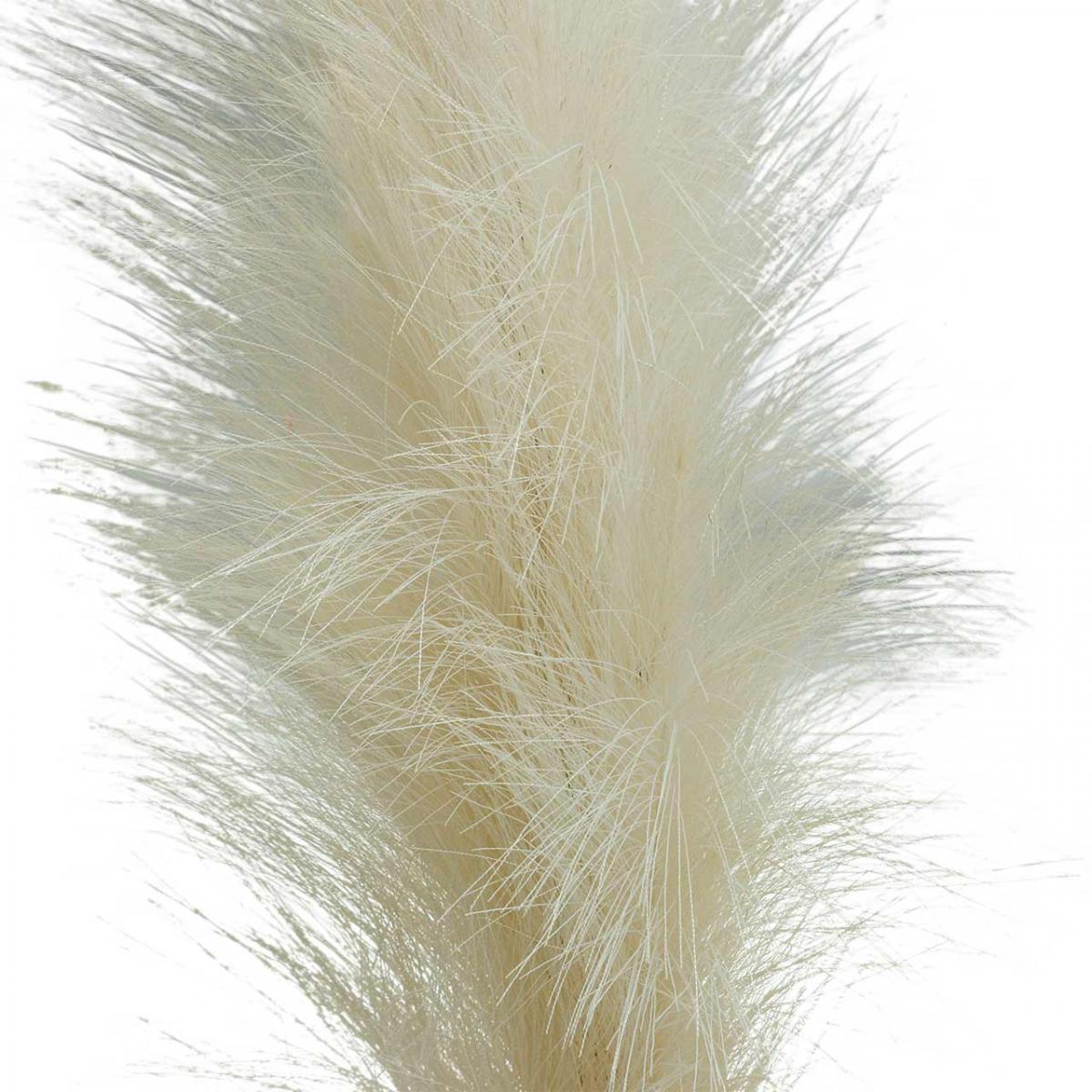 Floristik24.co.uk Feather Grass Cream Chinese Reed Artificial Dry Grass ...