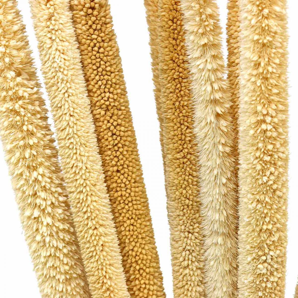 Floristik24.co.uk Reed cob deco reed grass dried natural H60cm bunch-05828