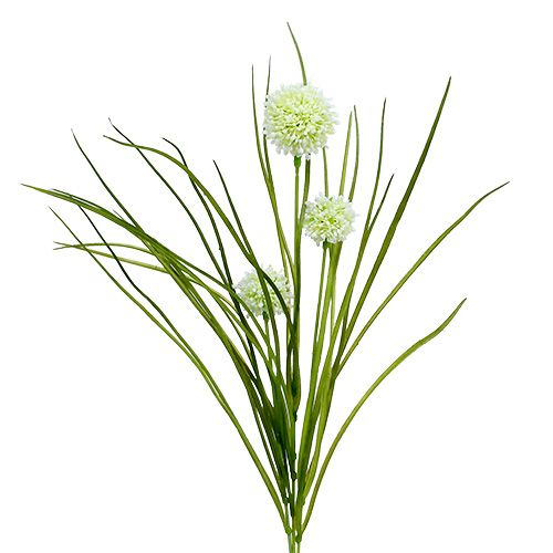 Floristik24.co.uk Allium cream with grass 65cm 3pcs
