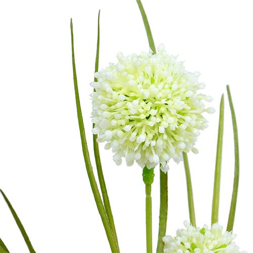 Floristik24.co.uk Allium cream with grass 65cm 3pcs